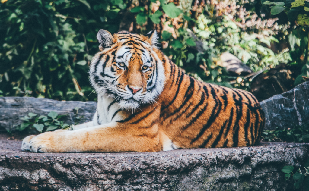 Les 10 plus beaux zoos d'Europe - Parc Loisir